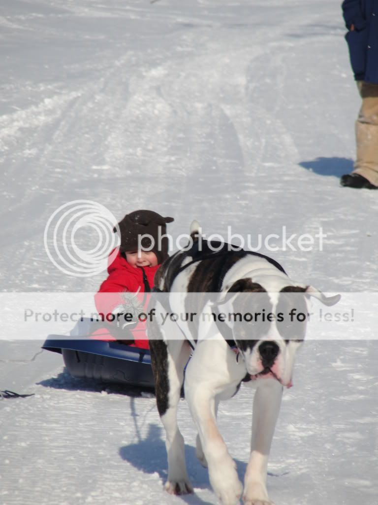Dog sled rides, courtesy of Sulley! | Bulldog Breeds Forums