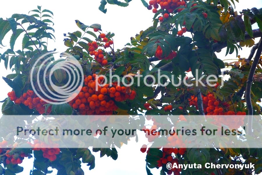 Es parte de mi cultura – las bayas de serbal. – Aquí cocina mamá